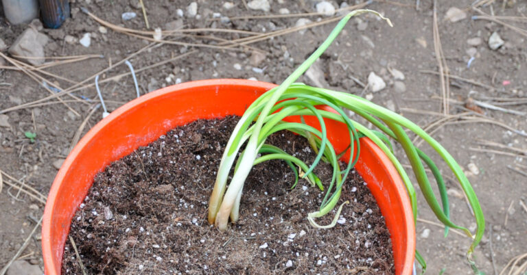 How to Plant a Sprouted Onion - Happy Mothering